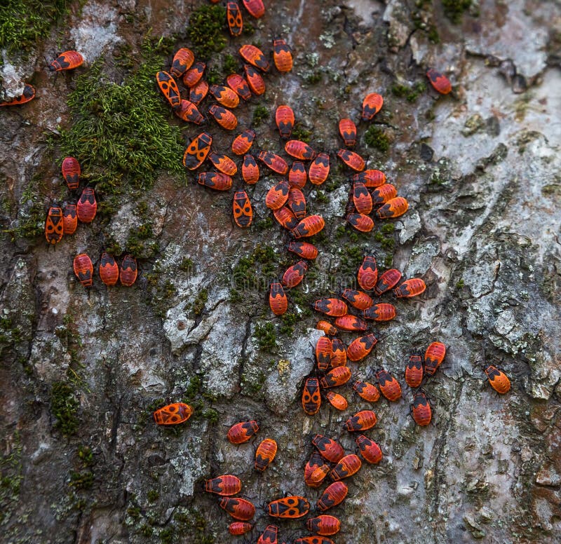 Familie Roter Wanzen Auf Der Rinde Eines Baumes Stockfoto - Bild von ...