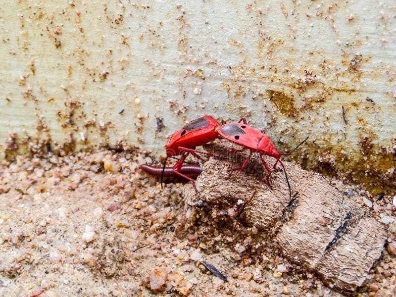 ROTE WANZEN, ROTE STAINERS, RIESIG Stockfoto - Bild von riesig ...