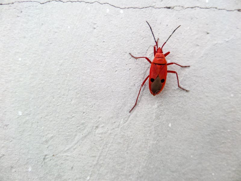 FAMILIE PYRRHOCORIDAE UND LARGIDAE: ROTE WANZEN, ROTE STAINERS, RIESIG ...