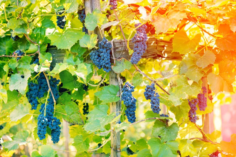 Trockene Rote Weinreben Auf Dem Weinstock Stockfoto - Bild von beeren ...