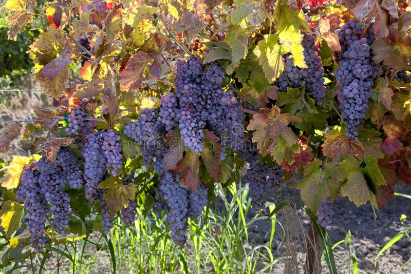 Rote Trauben auf der Rebe stockfoto. Bild von getreide - 11030306