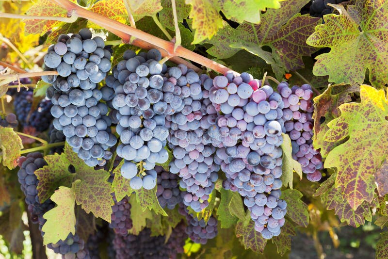 Rote Weinreben Auf Der Rebe Stockbild - Bild von frucht, wein: 33976213