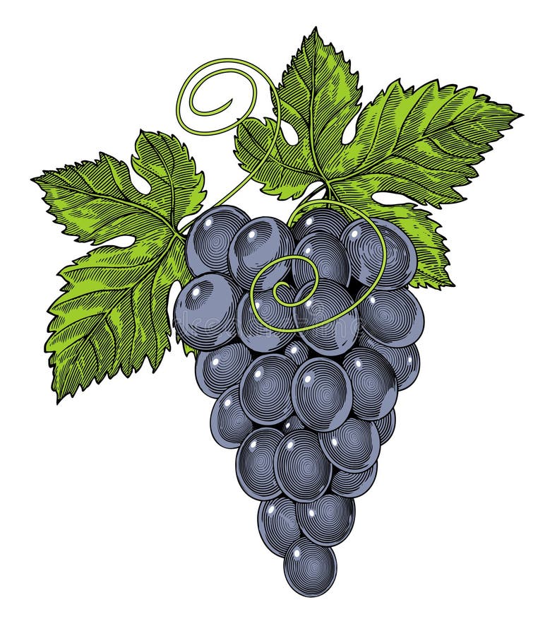 Rote Weinreben In Weinlese Gravierter Art Vektor Abbildung ...