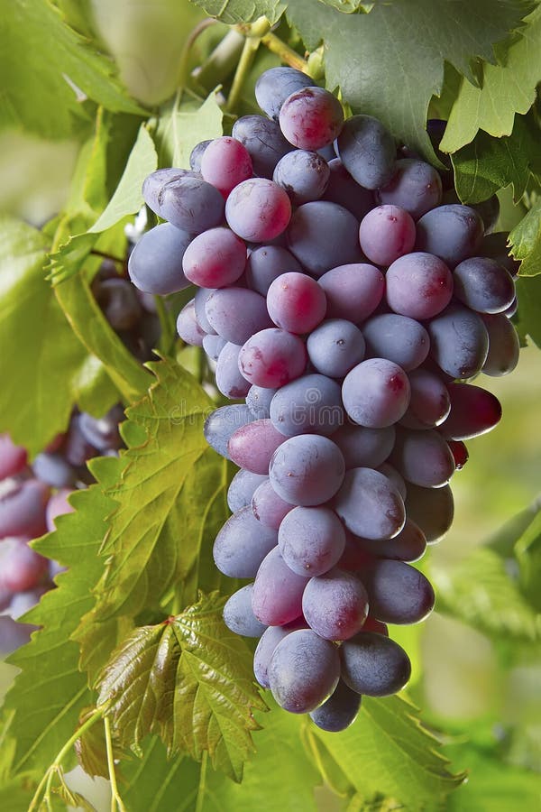 Rote Weintrauben stockfoto. Bild von reif, traube, rebe - 27168168
