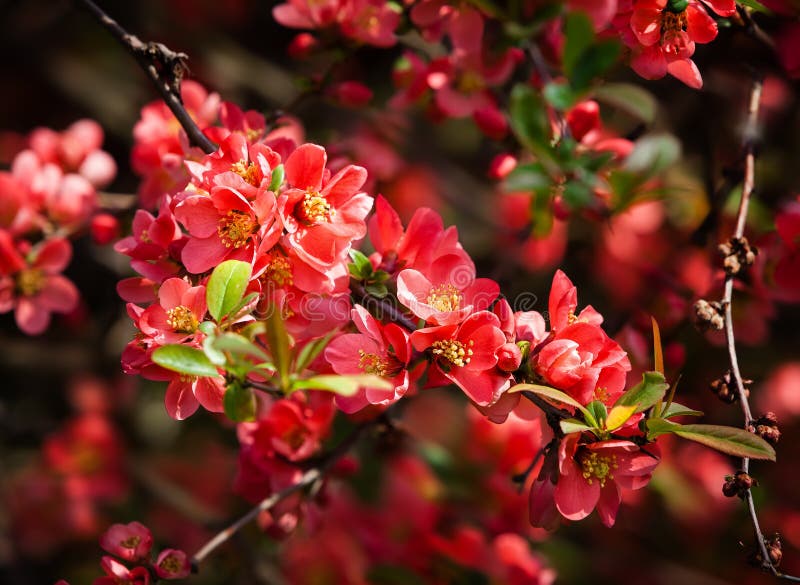 Zierquitte/japanische Quitte Stockbild - Bild von japanische, quitte ...