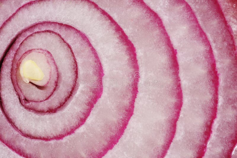 Rote Zwiebelen-Scheibe stockfoto. Bild von auszug, scheibe - 5103706