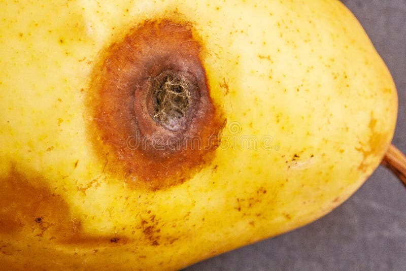 Roted Pear Stock Photos - Free & Royalty-Free Stock Photos from Dreamstime