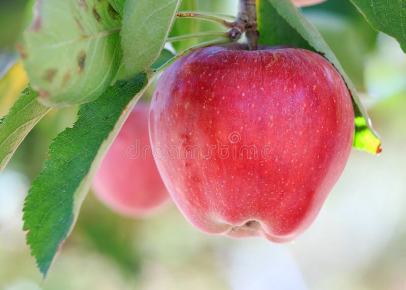 Roter Apfel stockfoto. Bild von köstlich, apfel, betrieb - 27097446