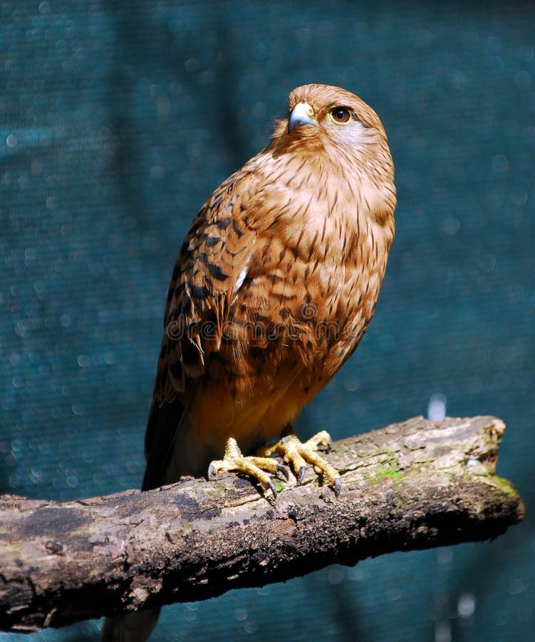Roter Falke stockfoto. Bild von hölzern, stehen, braun - 7038028