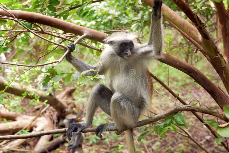 Roter Colobus (Piliocolobus Kirki) Affe Stockbild - Bild von boden ...