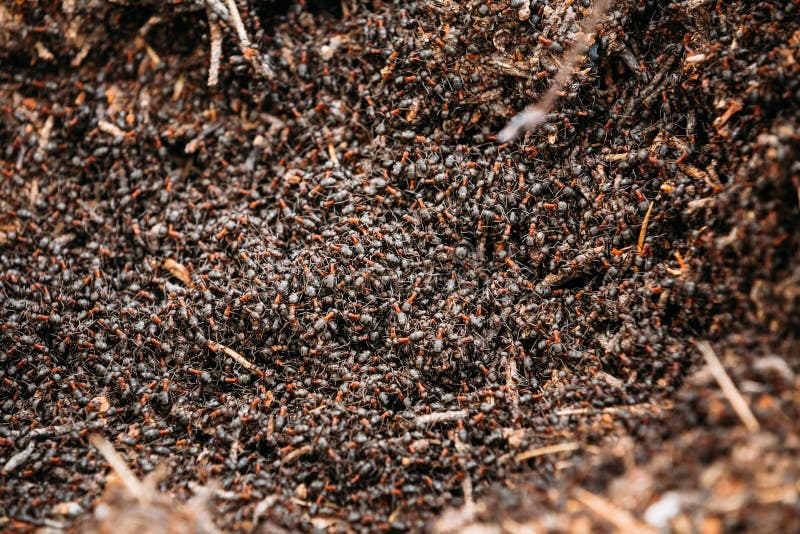 Roter Forest Ants Formica Rufa in-Ameisenhaufen Stockbild - Bild von ...