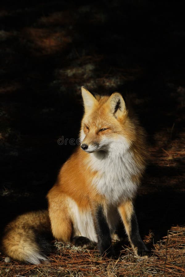 Roter Fuchs stockbild. Bild von wald, auge, porträt, kopf - 9495933