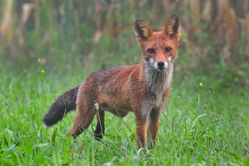 Roter Fuchs stockbild. Bild von wald, auge, porträt, kopf - 9495933