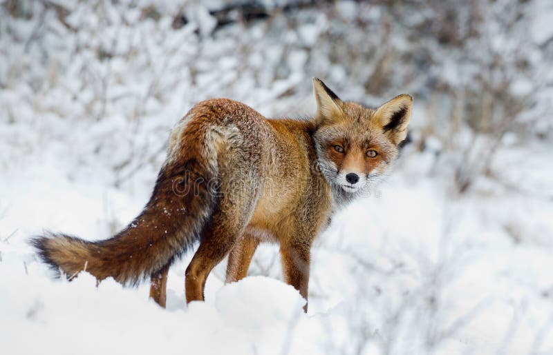 Roter Fuchs im Schnee stockbild. Bild von tier, spielen - 23285571