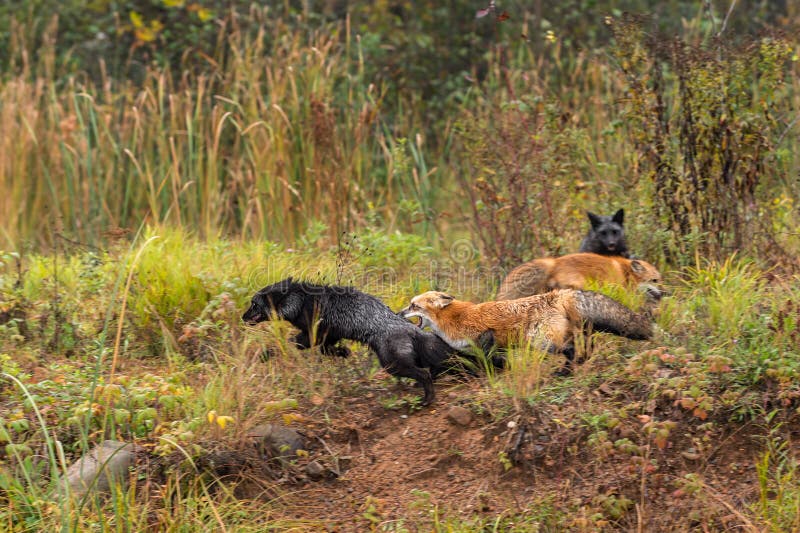 Roter Fox Jagt Silber (Vulpes Vulpes) Stockfoto - Bild von frech, fuchs ...