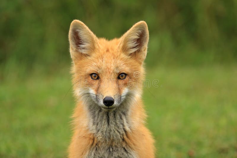 Fox-Kopf stockfoto. Bild von seite, hund, exemplar, tier - 66786118