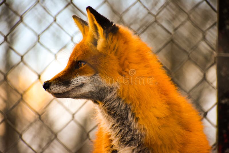 Profil des roten Fuchses stockfoto. Bild von roten, profil - 66058538