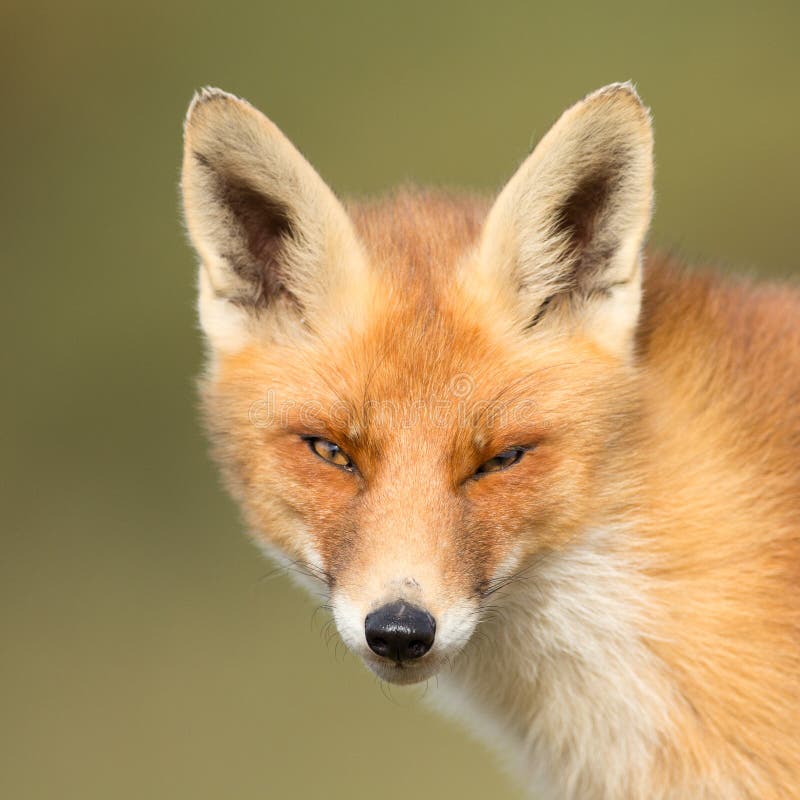 Roter Fuchs stockbild. Bild von wald, auge, porträt, kopf - 9495933