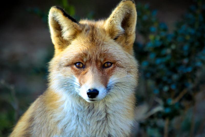 Roter Fuchs stockbild. Bild von wald, auge, porträt, kopf - 9495933