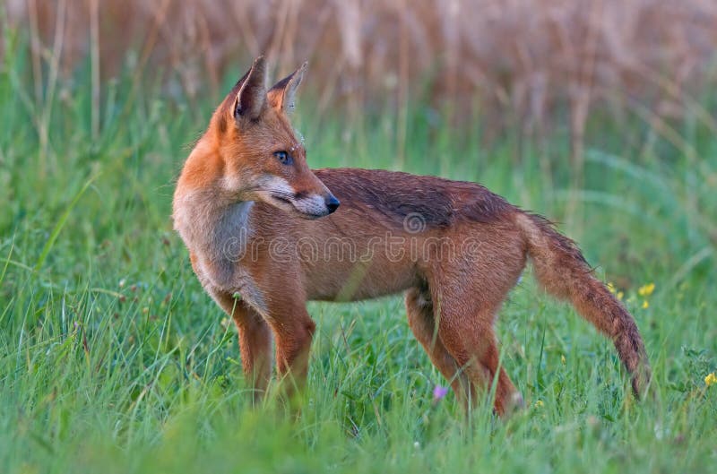 Roter Fuchs stockbild. Bild von fauna, säugetier, jagd - 39849037