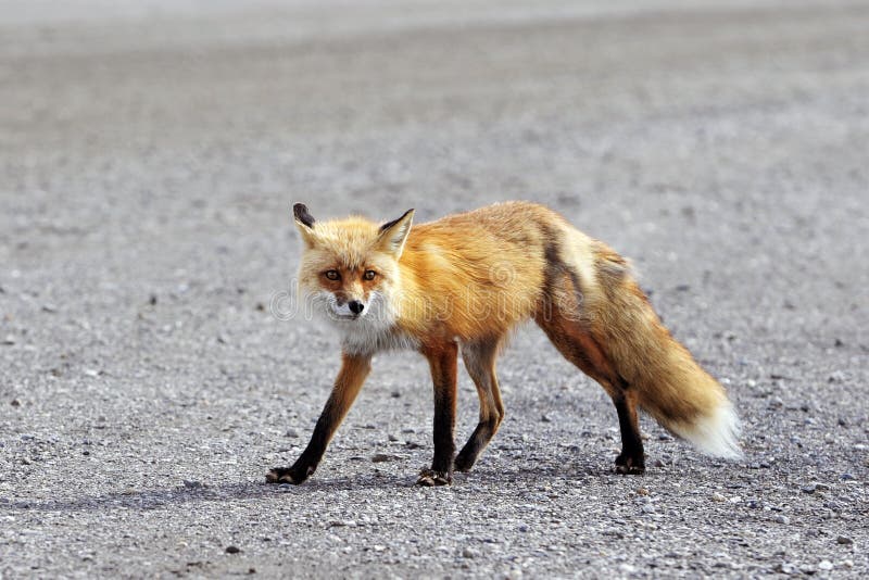 Roter Fuchs in Denali NP, Alaska Stockbild - Bild von wild ...