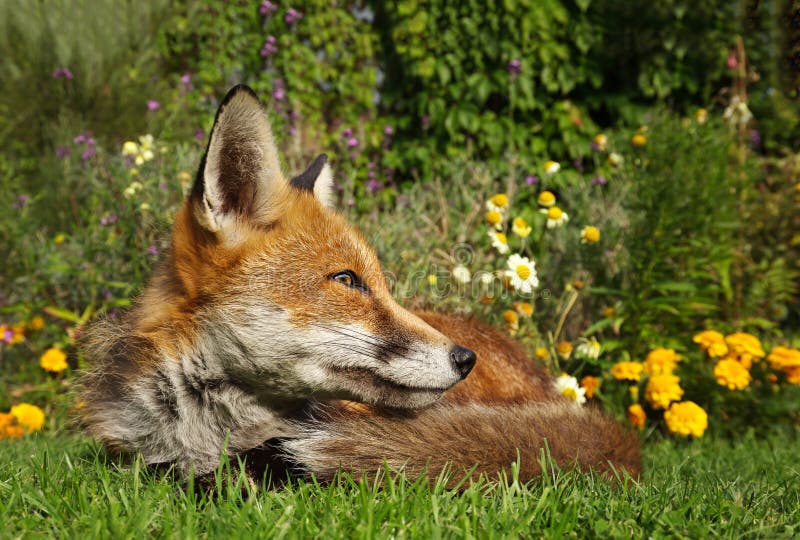 Roter Fuchs, Der Im Garten Mit Blumen Liegt Stockfoto - Bild von ...