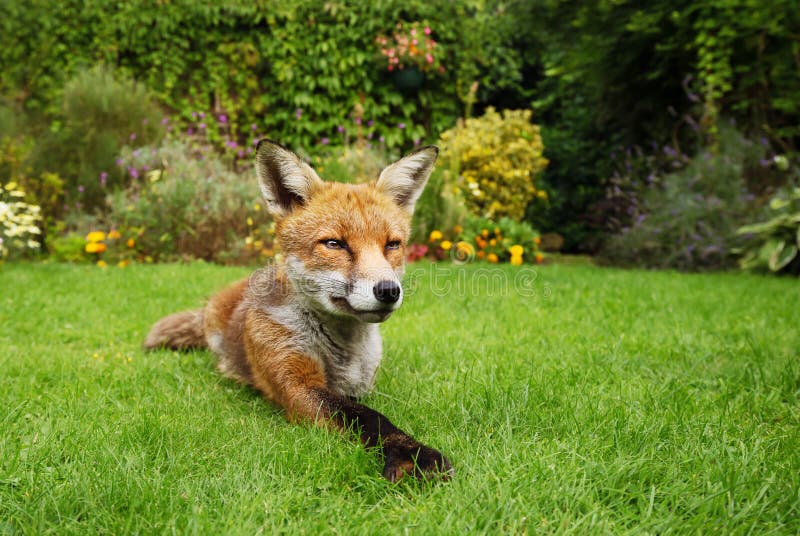 Roter Fuchs, Der Im Garten Mit Blumen Liegt Stockbild - Bild von ...