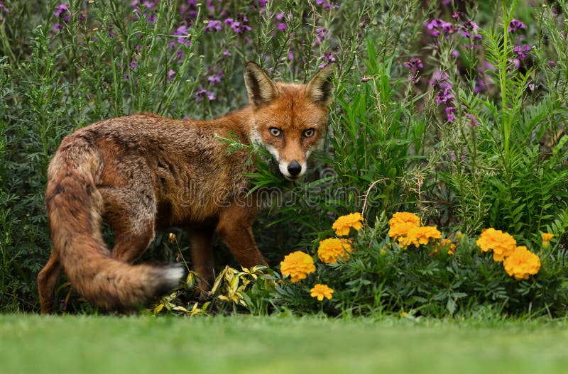 Roter Fuchs, Der Im Garten Mit Blumen Steht Stockfoto - Bild von ...