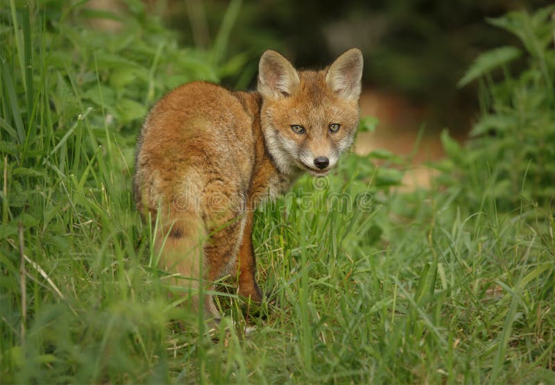 Roter Fuchs im Gras stockfoto. Bild von moos, jugendlich - 41310596