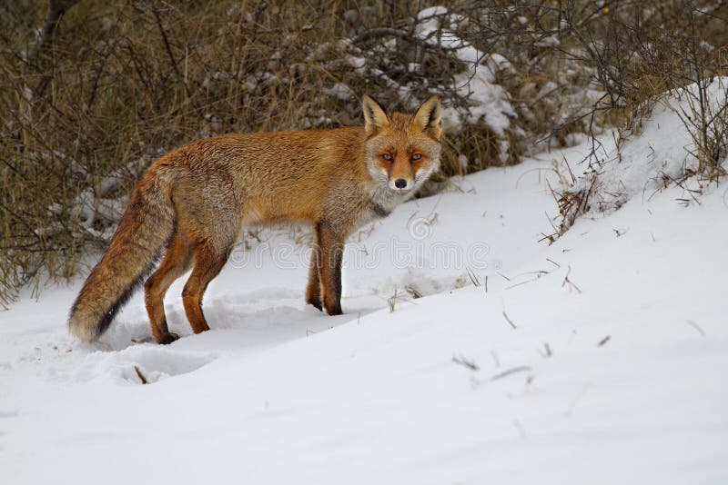 Roter Fuchs im Schnee stockbild. Bild von schnee, nett - 23385687
