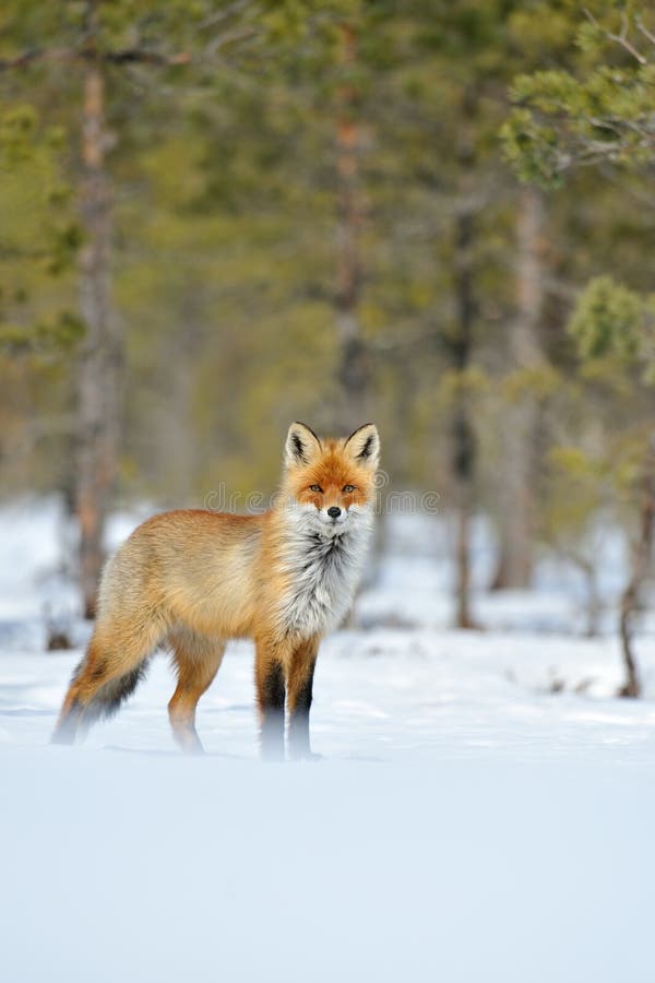 Roter Fuchs im Winter stockfoto. Bild von erhaltung, winter - 30313496