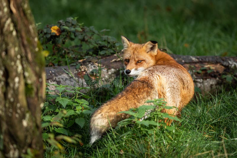 Roter Fuchs im Wald stockbild. Bild von porträt, grün - 166348955