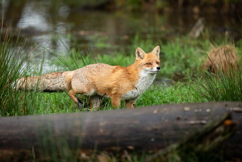 Roter Fuchs im Wald stockfoto. Bild von wald, raub, junges - 166349076
