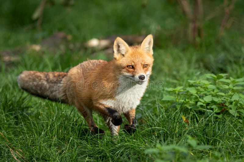 Roter Fuchs im Wald stockbild. Bild von tier, schön - 166349097