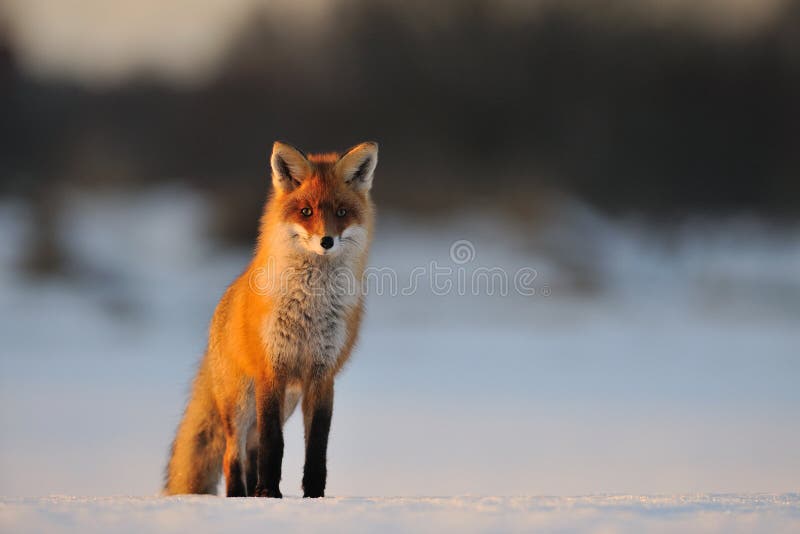 Roter Fuchs im Winter stockbild. Bild von umgebung, schnee - 21412335