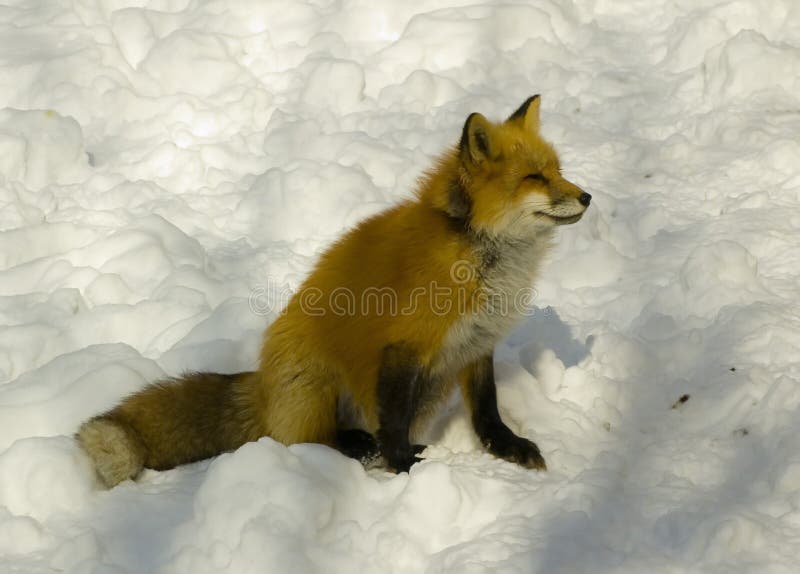 Roter Fuchs im Winter stockfoto. Bild von pelz, winter - 784626