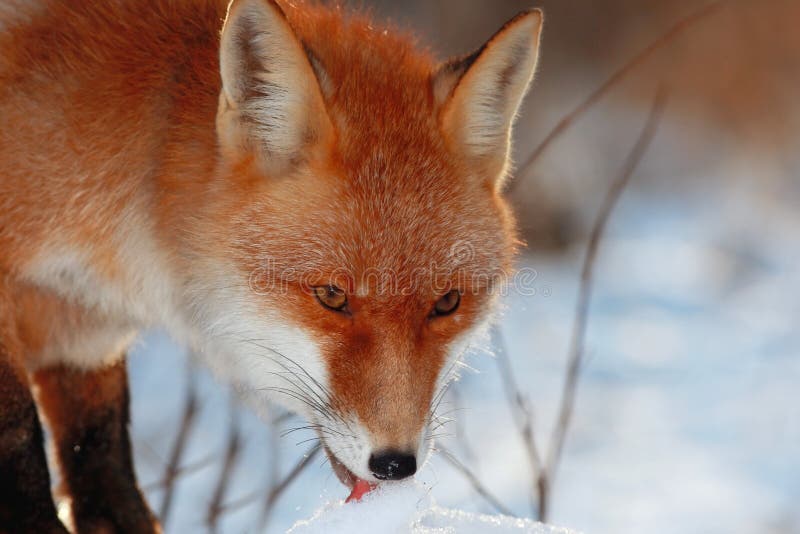 Roter Fuchs im Winterwald stockfoto. Bild von porträt - 65989186