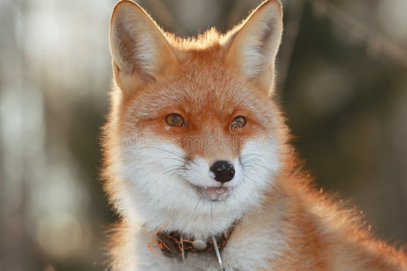 Roter Fuchs im Winterwald stockbild. Bild von abbildungen - 66402979