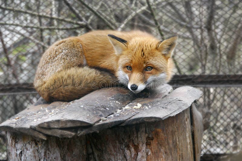 Roter Fuchs im Zoo stockfoto. Bild von fuchs, roter - 4223408