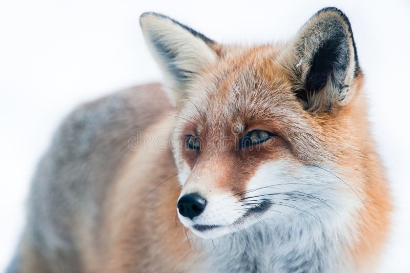 Roter Fuchs (Lat. Vulpes Vulpes) Stockbild - Bild von porträt, seite ...