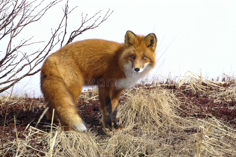 Roter Fuchs. (Vulpes Vulpes). Stockbild - Bild von fuchs, kamchatka ...