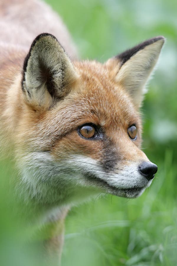 Roter Fuchs, Vulpes Vulpes stockfoto. Bild von raub, moor - 36378556