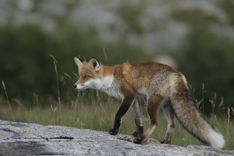 Roter Fuchs, Vulpes Vulpes stockfoto. Bild von moor, hund - 36378614