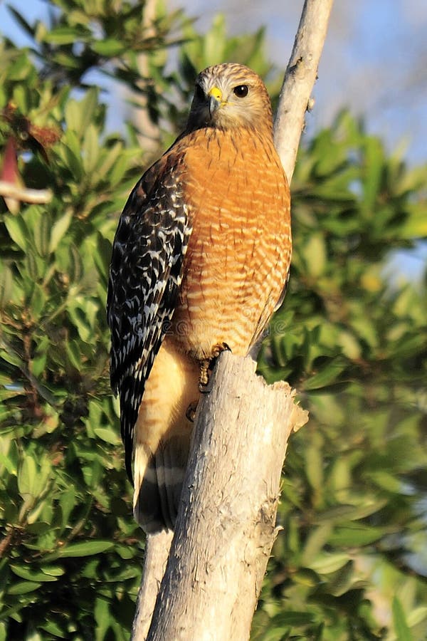 ROTER GESCHULTERTER FALKE, DER in EINEM BAUM AUFWIRFT Stockbild - Bild ...