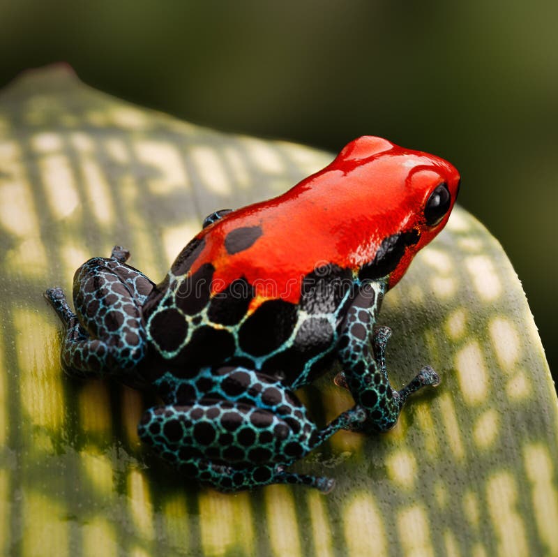 Roter Giftpfeilfrosch Peru-Regenwald Stockfoto - Bild von peru, regen ... Roter Giftpfeilfrosch Peru-Regenwald Stockfoto - Bild von peru, regen ...