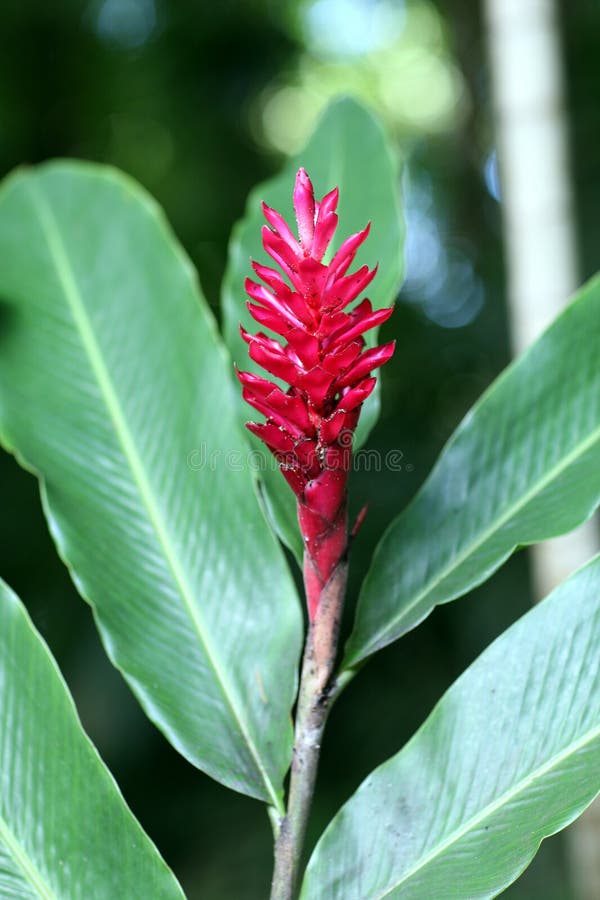 Roter Ingwer stockbild. Bild von blütenstand, indonesien - 44466665