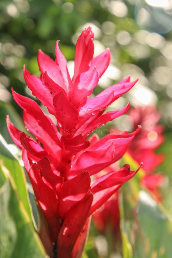 Roter Ingwer stockbild. Bild von farbe, bunt, blumen - 47265127