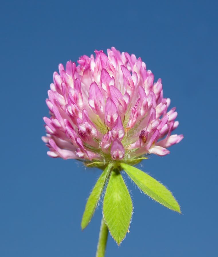 Roter Klee (Klee Pratense) Flowerhead Stockfoto - Bild von sommer, gras ...
