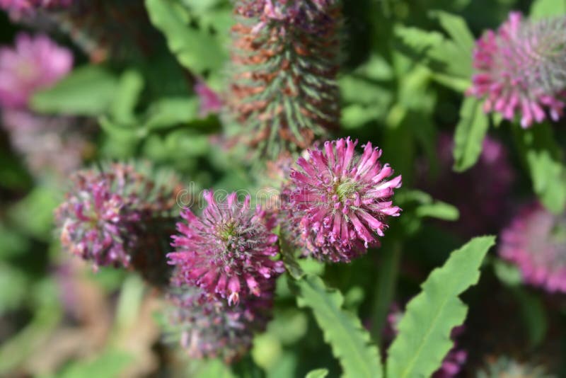 Roter Klee stockbild. Bild von frühling, klee, blatt - 152914445