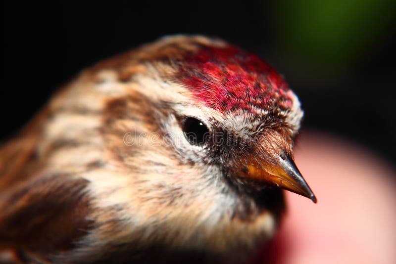 Roter Kopf stockbild. Bild von fink, vogel, abstimmung - 19066303